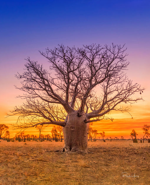 Boabs – Richard Young Photography